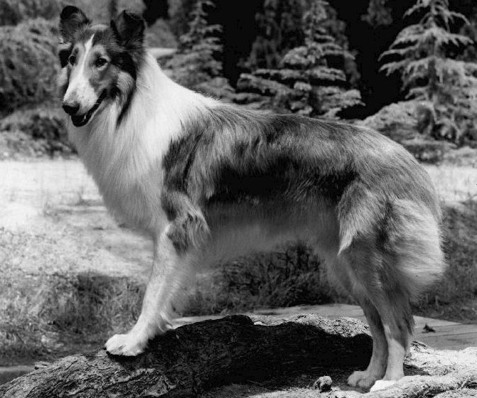 The Best Movie Dogs Of All Time, Ranked