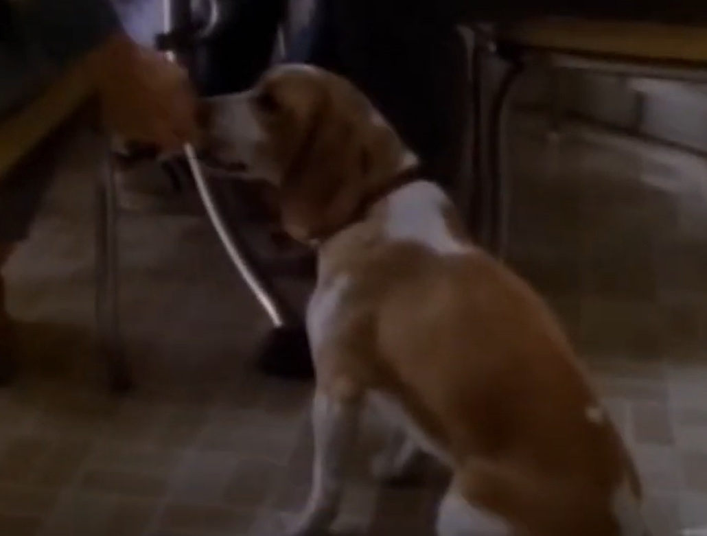 The Best TV Dogs Of All Time