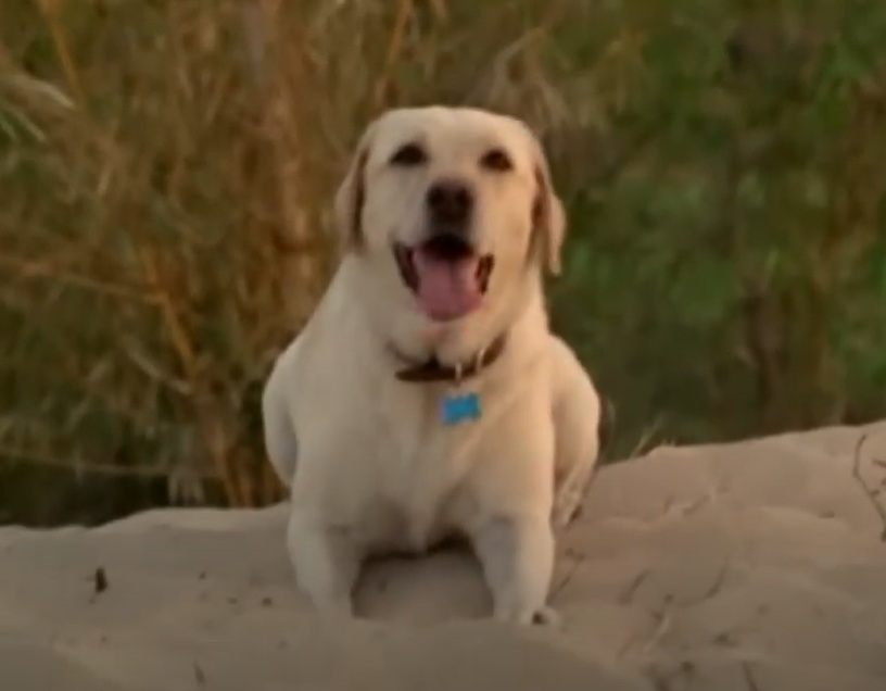 The Best TV Dogs Of All Time