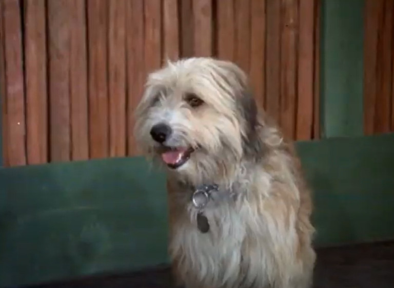 The Best TV Dogs Of All Time