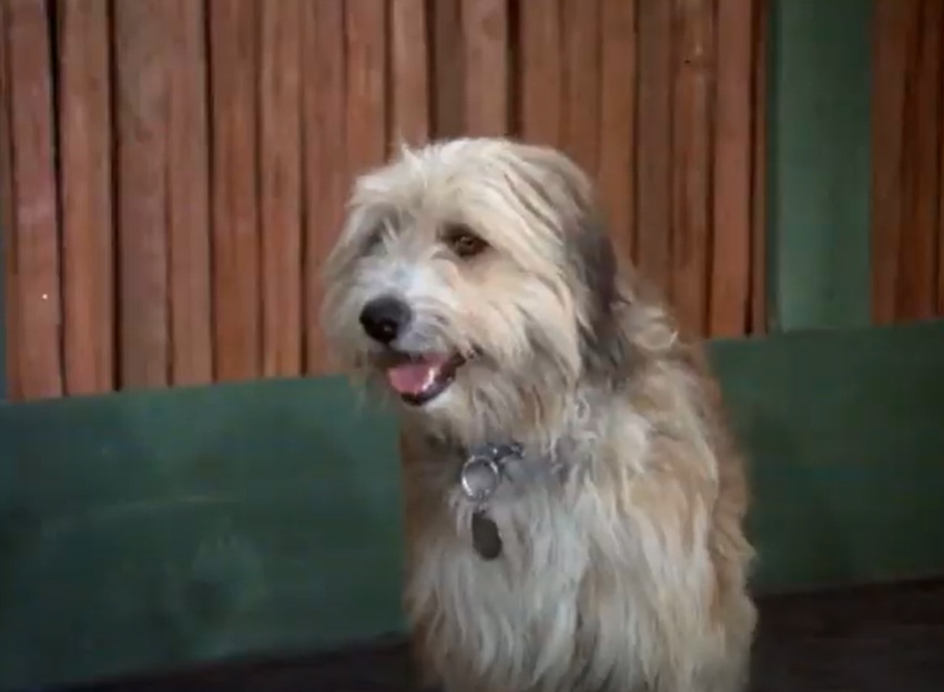 The Best TV Dogs Of All Time