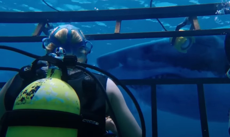 The Best Shark Attack Movies, Ranked