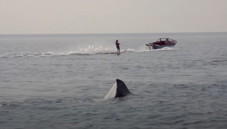 The Best Shark Attack Movies, Ranked
