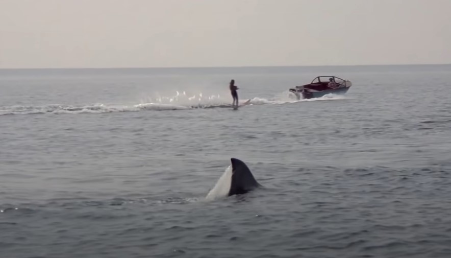 The Best Shark Attack Movies, Ranked