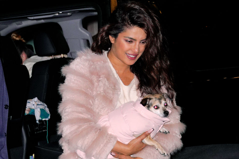 15 Famous Celebrity Pets
