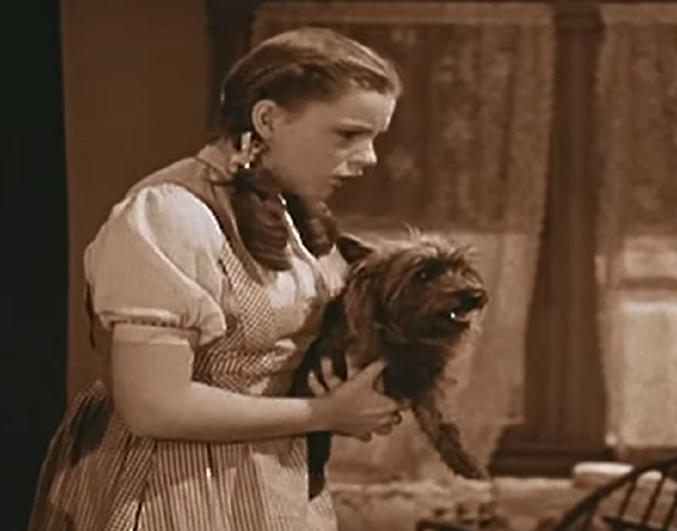 The Best Movie Dogs Of All Time, Ranked