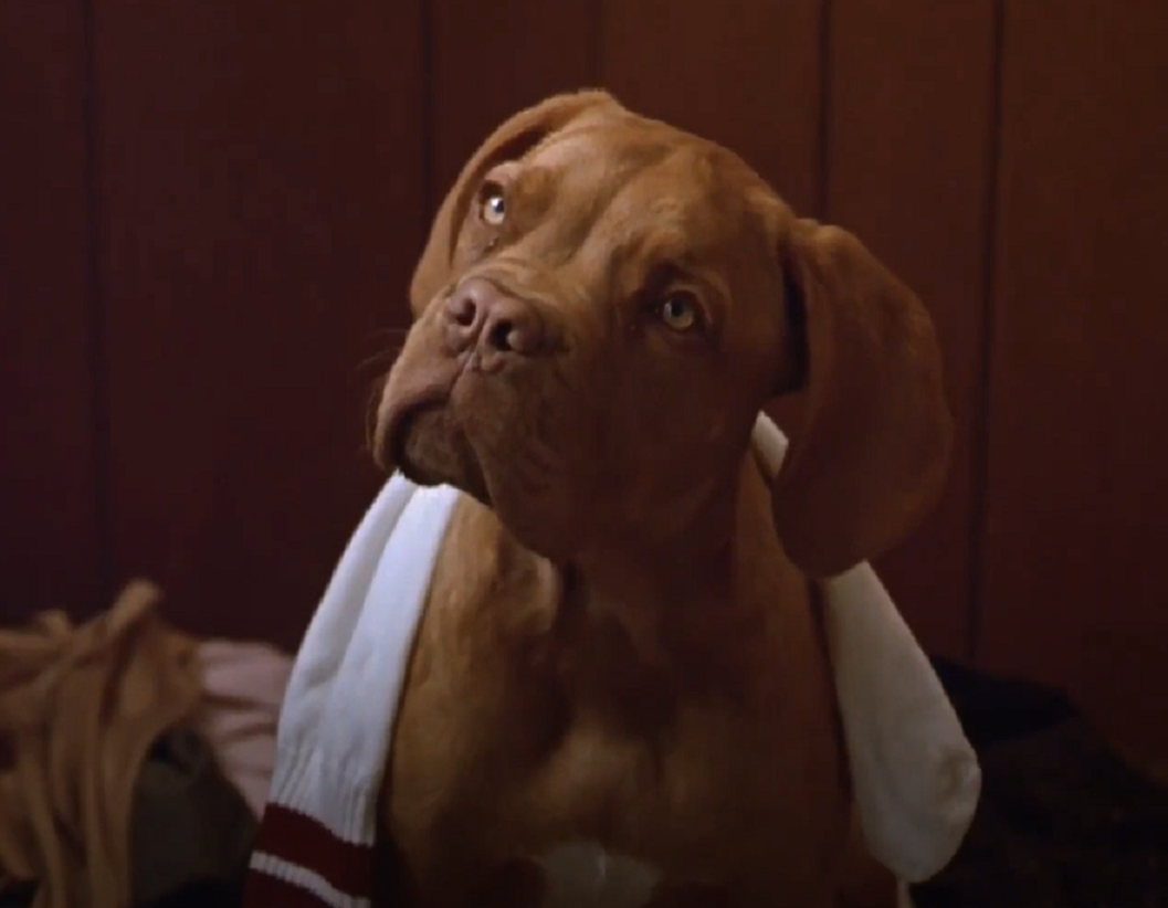 The Best Movie Dogs Of All Time, Ranked