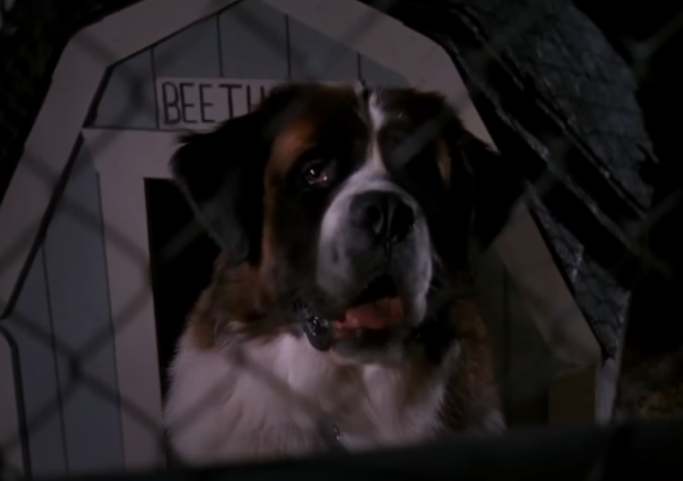 The Best Movie Dogs Of All Time, Ranked