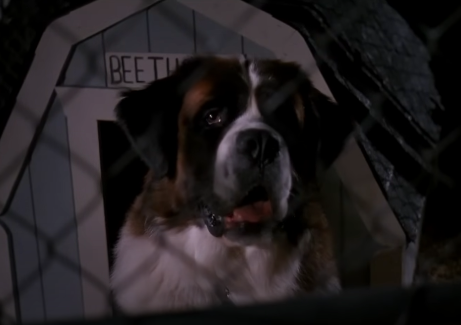The Best Movie Dogs Of All Time, Ranked