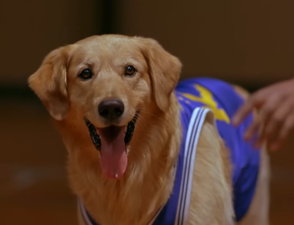 The Best Movie Dogs Of All Time, Ranked